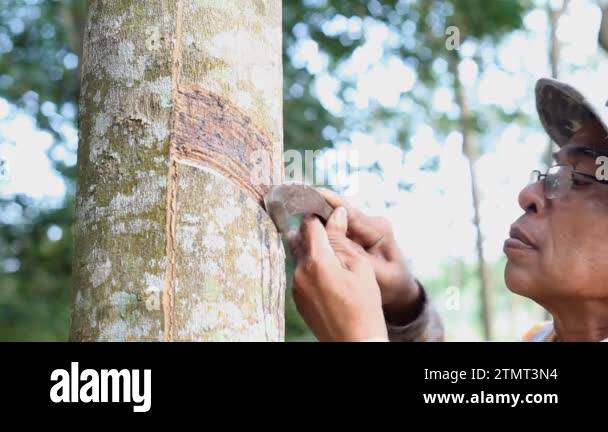 Tapping rubber tree Stock Videos & Footage - HD and 4K Video Clips - Alamy