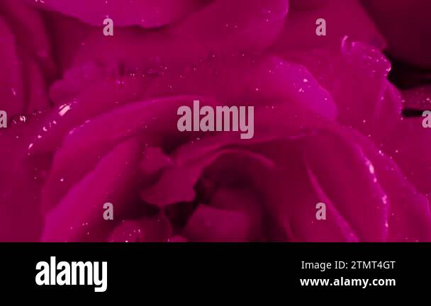 Macro view roses petals with dew drops, amazing rose. Floral, aroma ...