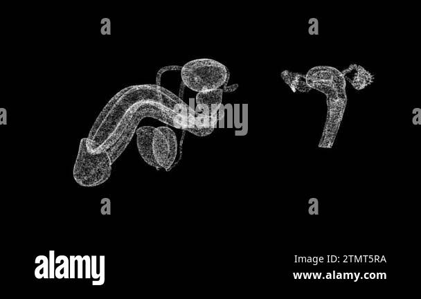 3D Male and female genitals rotates on black bg. Reproductive system ...