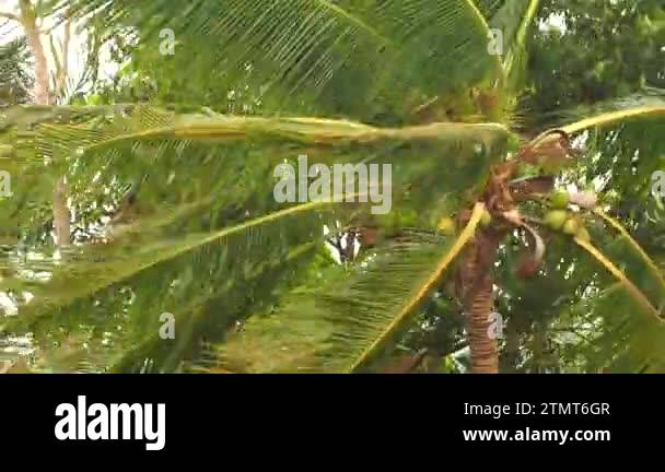 Coconut tree is moving by storm, country side Chiangmai Thailand Stock ...