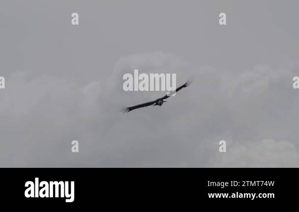 Andean condor, Vultur gryphus, the largest flying birds in the world ...