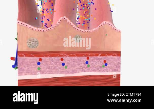 Mucosa intestinal Stock Videos & Footage - HD and 4K Video Clips - Alamy