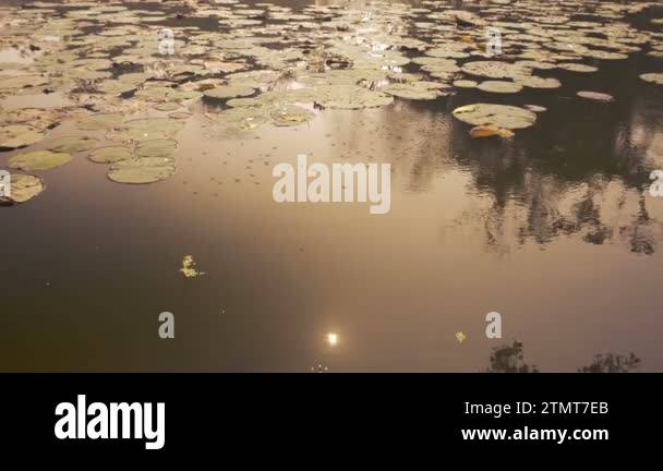 Gerridae, insects commonly known as water striders, water skeeters ...