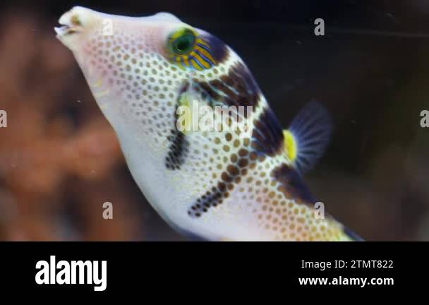 Deep sea puffer fish Stock Videos & Footage - HD and 4K Video Clips - Alamy