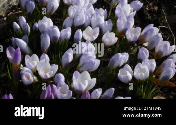 Pearl spring Stock Videos & Footage - HD and 4K Video Clips - Alamy