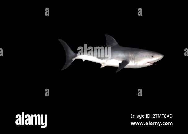 Shark brand Stock Videos & Footage - HD and 4K Video Clips - Alamy