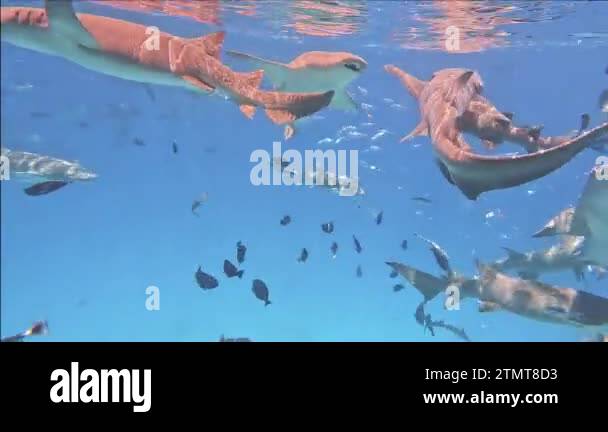 Nurse sharks and baby sharks in tropical Maldivian coral reef deep sea ...
