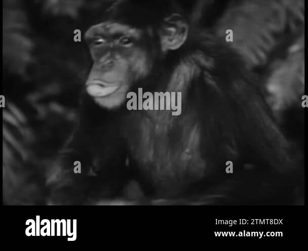 Monkey making Stock Videos & Footage - HD and 4K Video Clips - Alamy