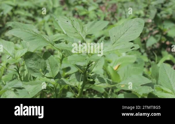 Fresh thorn spinach plants and fresh breeze. The plant species ...