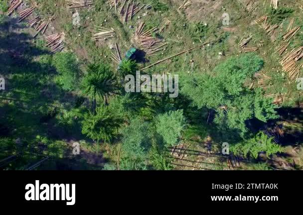 Forest cutting. Shooting with the drone. Timber harvester. Forest ...