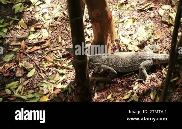 Mangrove monitor lizard Stock Videos & Footage - HD and 4K Video Clips ...