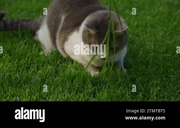 Tabby White Stock Videos And Footage Hd And 4k Video Clips Alamy