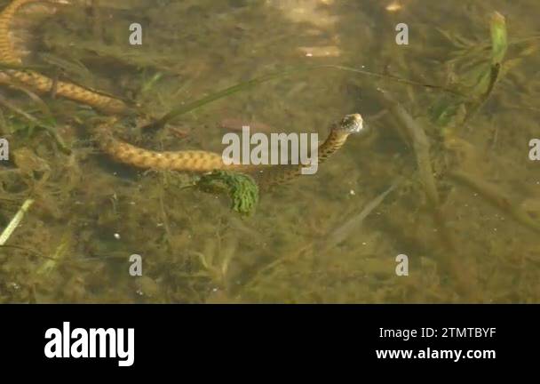 Dice Snake (Natrix tessellata) raised its head above the water surface ...