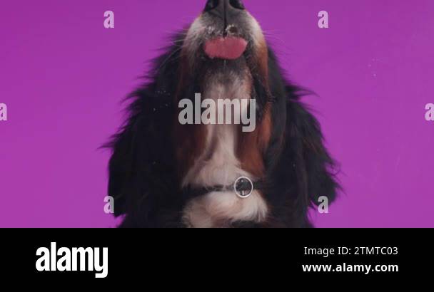 project video of hungry Berna shepherd dog licking food from plexiglass ...
