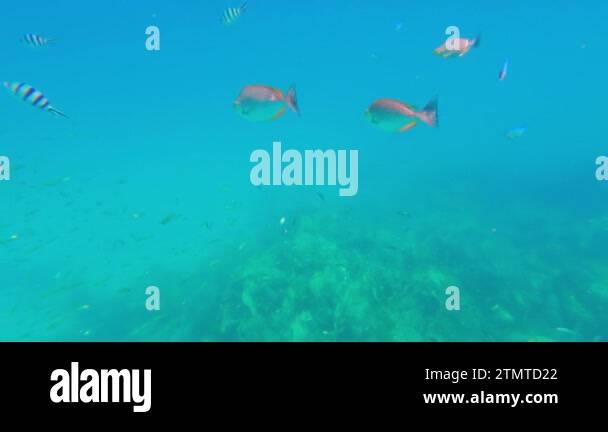 Underwater shot streaked spinefoot fish Stock Videos & Footage - HD and ...