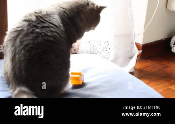 Cat movements Stock Videos & Footage - HD and 4K Video Clips - Alamy