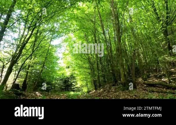 deciduous forest with forest edge and lush green and sunshine through ...