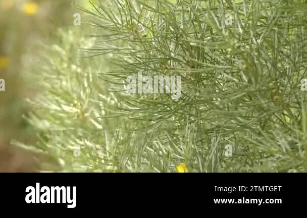 Silver cassia senna artemisioides Stock Videos & Footage - HD and 4K ...