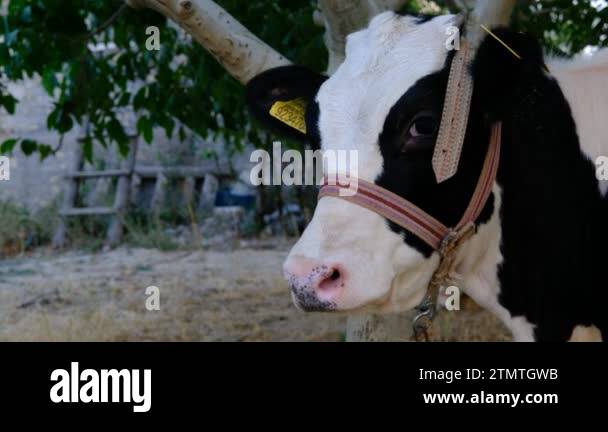 Sweet cow Stock Videos & Footage - HD and 4K Video Clips - Alamy