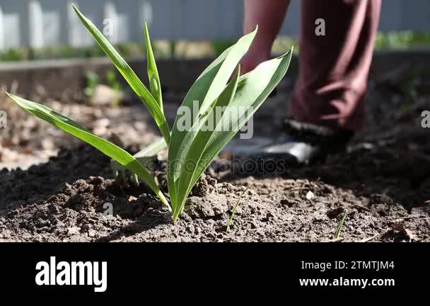 Rake soil tilth Stock Videos & Footage - HD and 4K Video Clips - Alamy