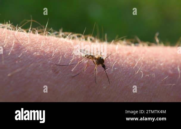 Dengue fever awareness Stock Videos & Footage - HD and 4K Video Clips ...