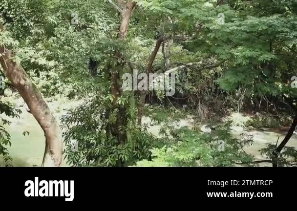 Monkey playing on a tree branch, native to Indonesia, at Ecotourism ...