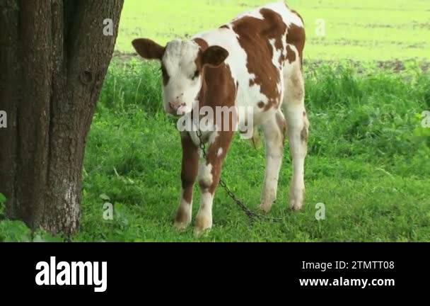 Calf tree Stock Videos & Footage - HD and 4K Video Clips - Alamy