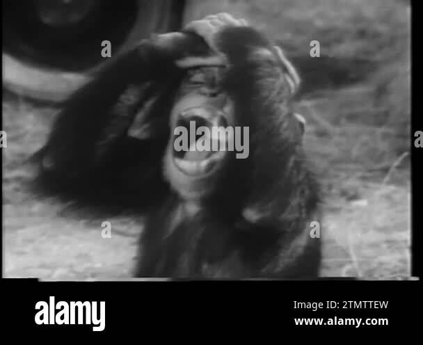 Monkey yelling Stock Videos & Footage - HD and 4K Video Clips - Alamy