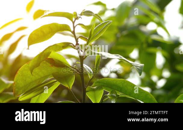 Eupomatia laurina, commonly named Bolwarra or sometimes native guava or ...