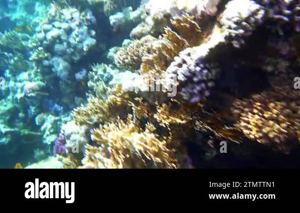 Coral reef (cay) of the Red Sea with a variety of fish. 4K video Stock ...