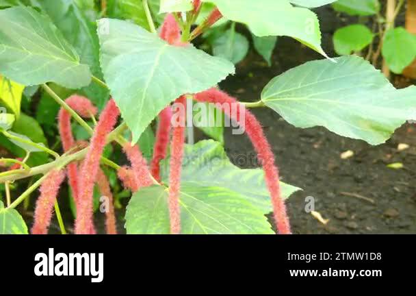 Euphorbia pendula Stock Videos & Footage - HD and 4K Video Clips - Alamy