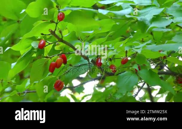 Dogwood cornaceae Stock Videos & Footage - HD and 4K Video Clips - Alamy