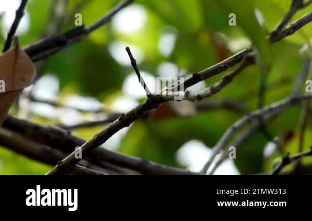 Dry tree leaves background Stock Videos & Footage - HD and 4K Video ...