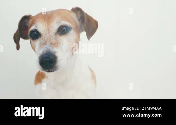 Summer jack russell terrier Stock Videos & Footage - HD and 4K Video ...