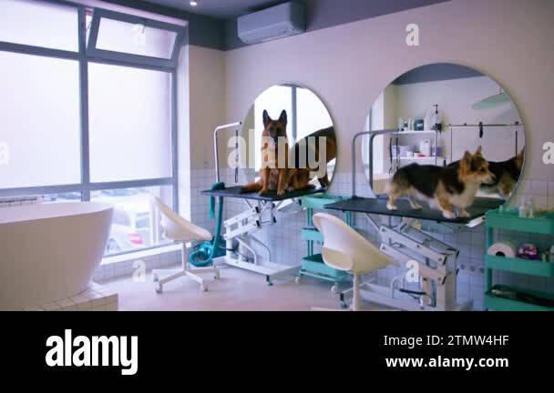 animals in the salon before the start of grooming, haircuts of corgi ...