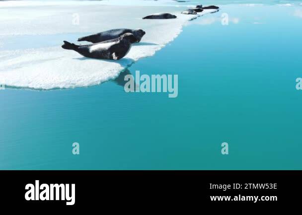 Fur Seals on the iceberg in Iceland. Mammal ocean animals in the wild ...