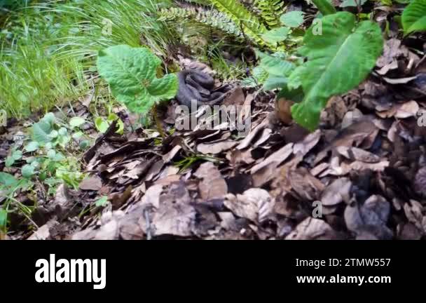 Gloydius himalayanus also known as the Himalayan pit viper snake or the ...