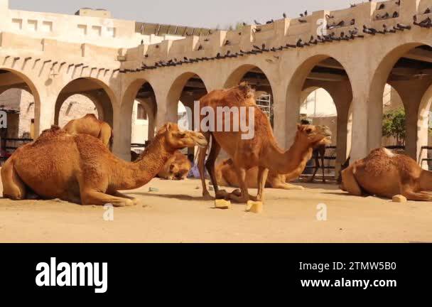Desert animals middle Stock Videos & Footage - HD and 4K Video Clips ...