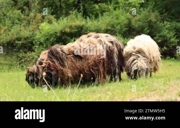 Closeup long wool sheep Stock Videos & Footage - HD and 4K Video Clips ...