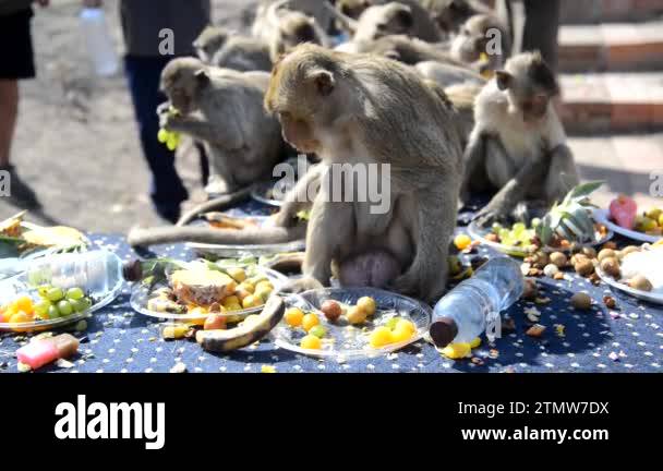The monkeys enjoy eating local fruits ,vegetables, salad, eggs, dessert ...