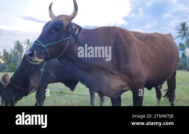 Dwarf cows Stock Videos & Footage - HD and 4K Video Clips - Alamy