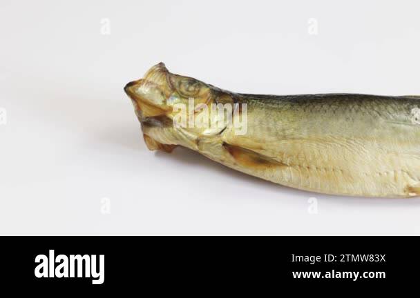 Puffy fish Stock Videos & Footage - HD and 4K Video Clips - Alamy