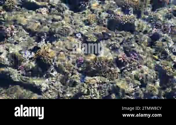 top view of coral reef with fish. coral reef in the red sea texture ...