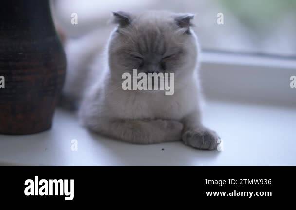 Portrait of charming cat sleeping waking up looking away in slow motion ...