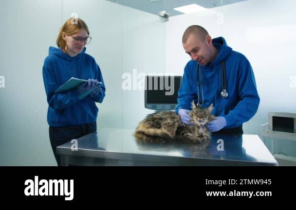 Male veterinarian massaging neck of Maine Coon cat in veterinary clinic ...