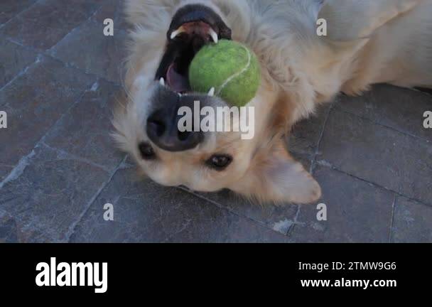 Tennis head shot portrait Stock Videos & Footage - HD and 4K Video ...