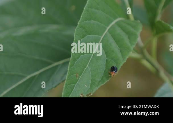 Ladybug antenna Stock Videos & Footage - HD and 4K Video Clips - Alamy