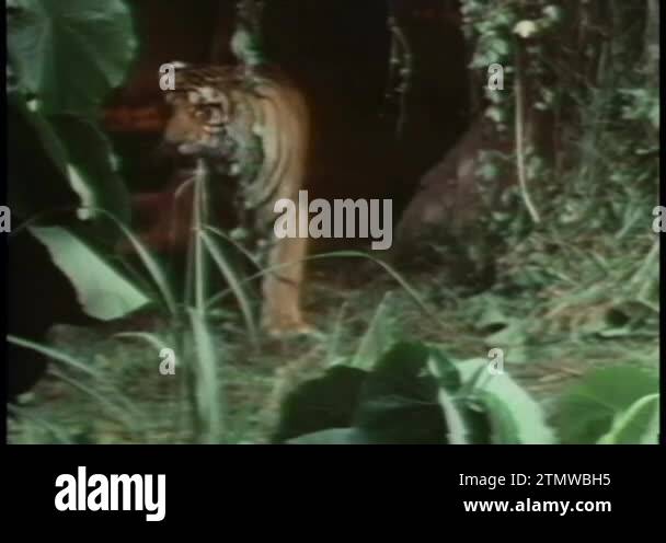Come out of cave Stock Videos & Footage - HD and 4K Video Clips - Alamy