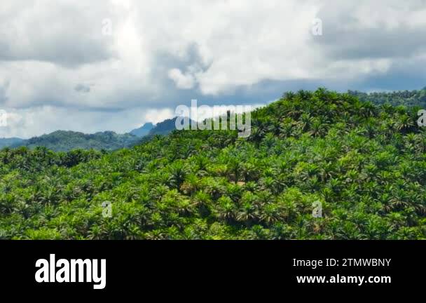 Borneo oil palm Stock Videos & Footage - HD and 4K Video Clips - Alamy