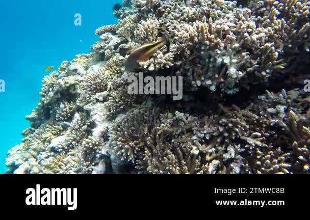 Diverse flora and fauna Stock Videos & Footage - HD and 4K Video Clips ...